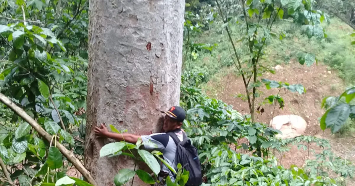 Mengenal Resak Brebes, Pohon Langka di Jawa yang Nyaris P...